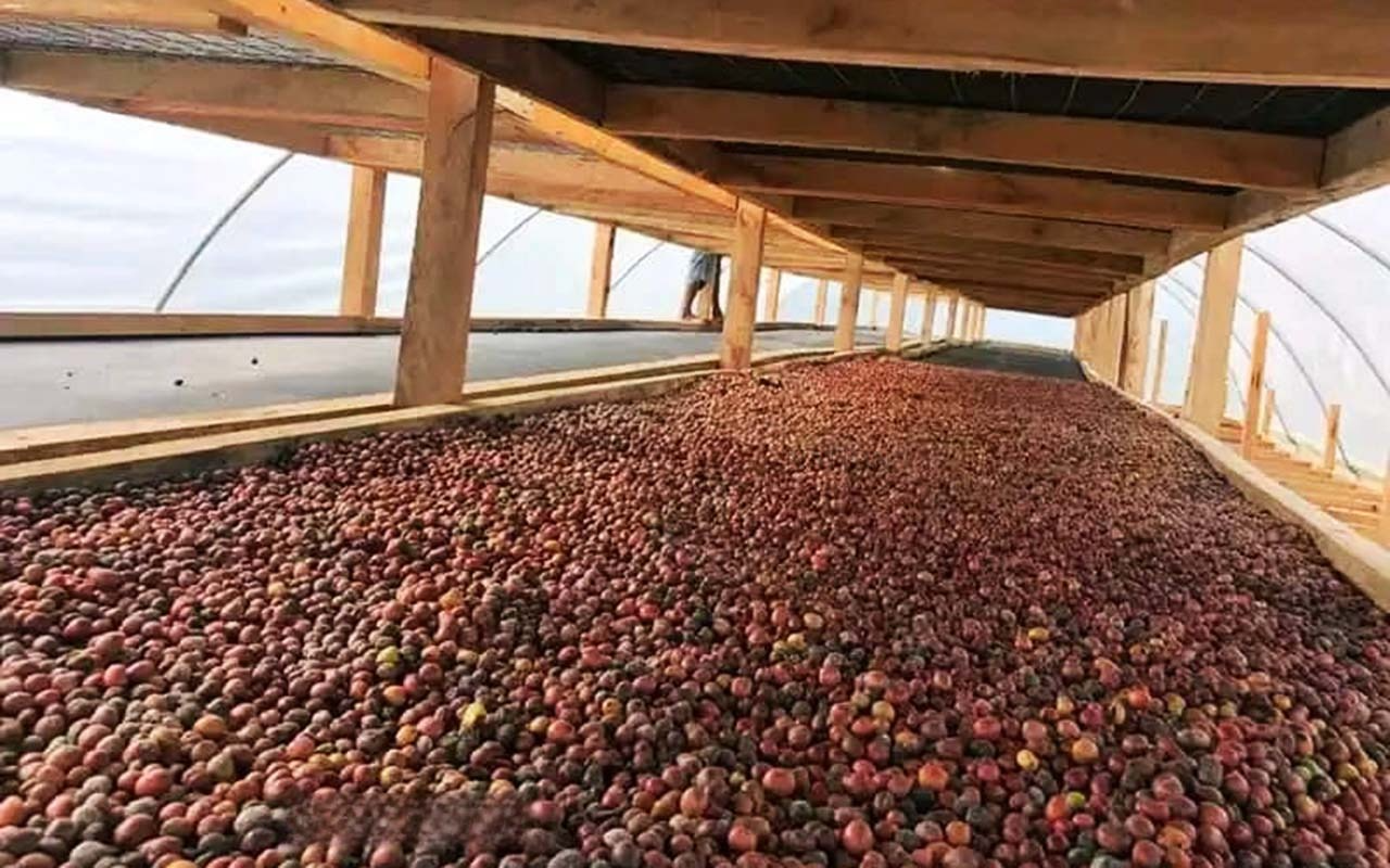 Ekoom Stephen's Solar Dryers Boost Coffee Farmers’ Earnings - The ...
